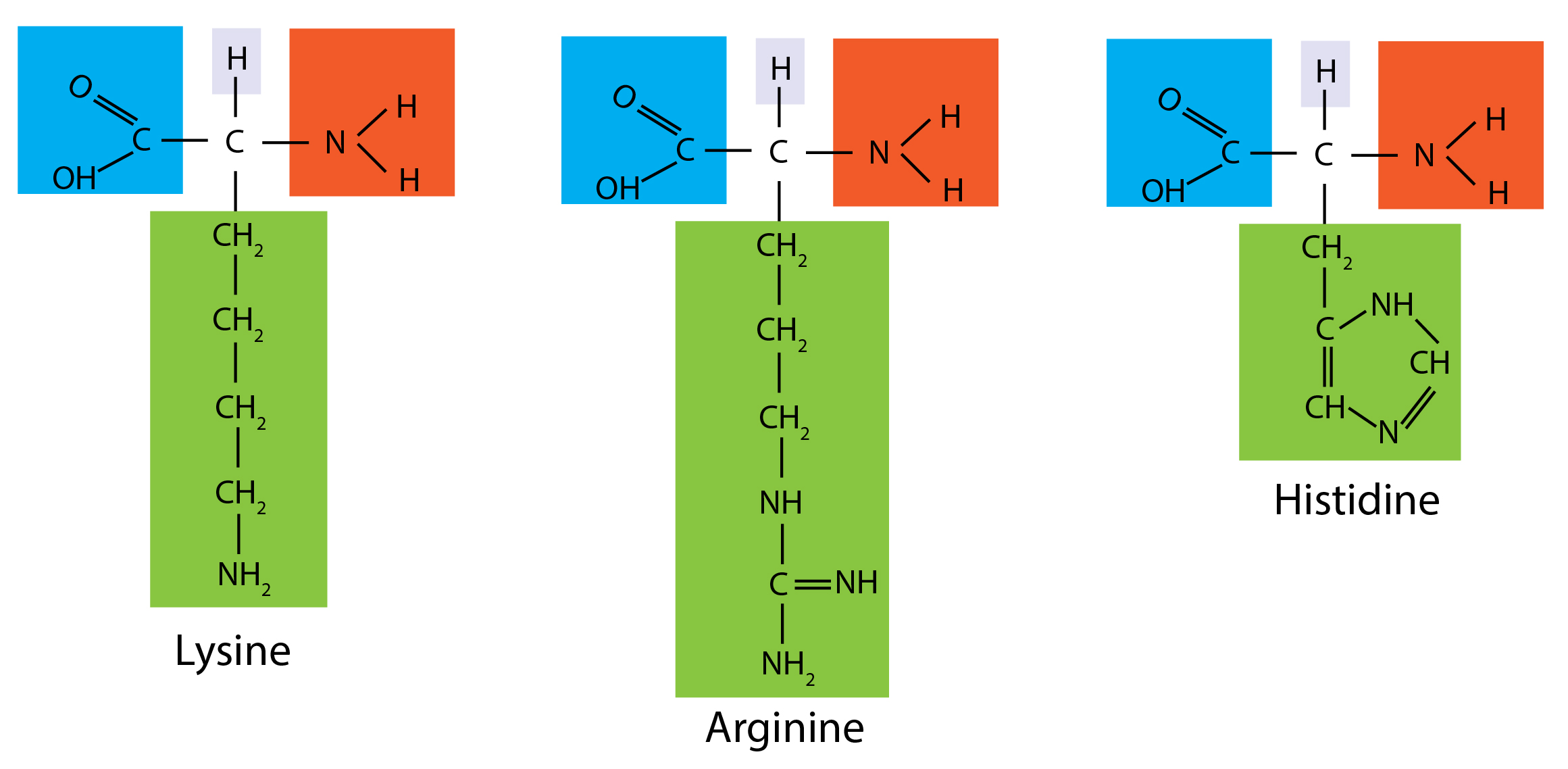 Introduction to proteins in molecular biology | GoldBio
