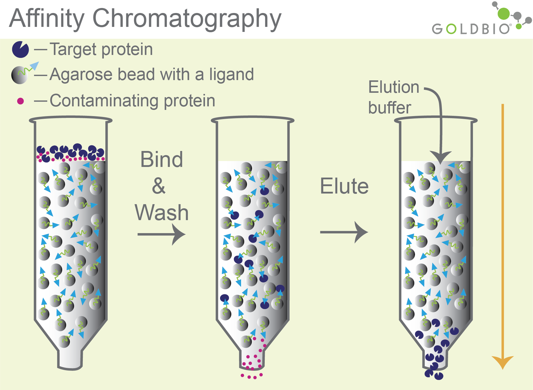 Simple Overview of the 4 Common Techniques for Protein Purification ...