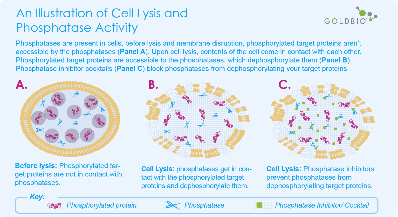 Introduction to Phosphatases and Phosphatase Inhibitor Cocktails | GoldBio
