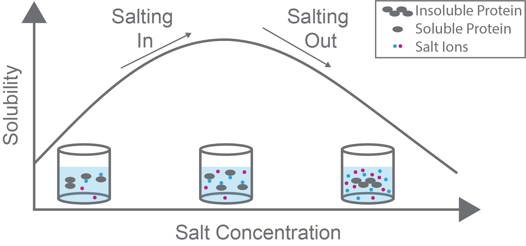 Understanding Salting In and Salting Out: Salt as a Protein ...