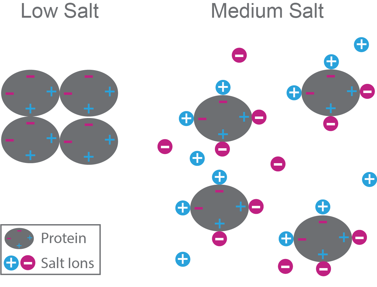 Understanding Salting In and Salting Out: Salt as a Protein ...