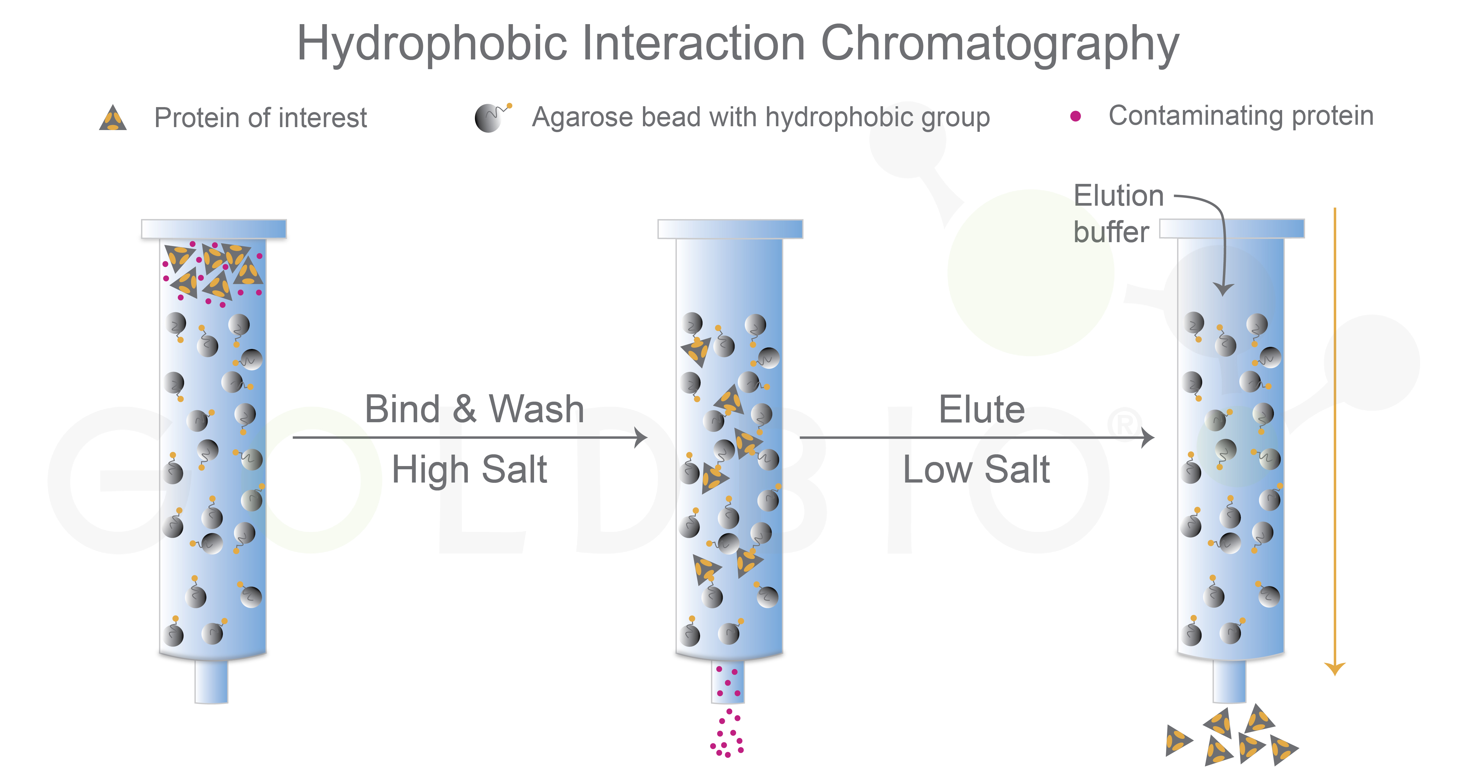 An Overview of Hydrophobic Interaction Chromatography | GoldBio