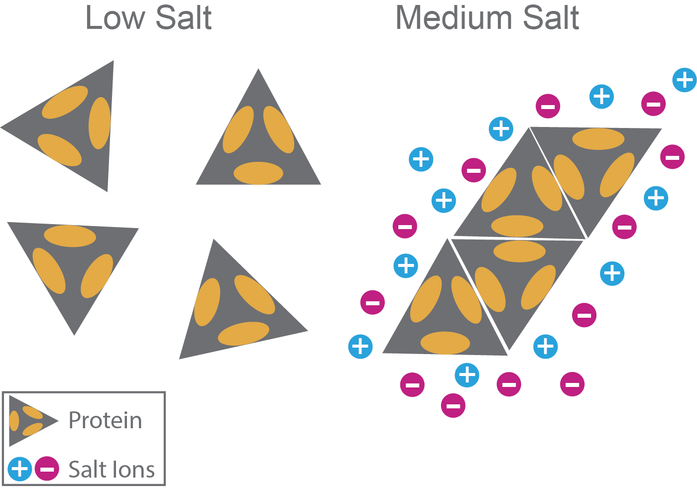 Understanding Salting In and Salting Out: Salt as a Protein ...