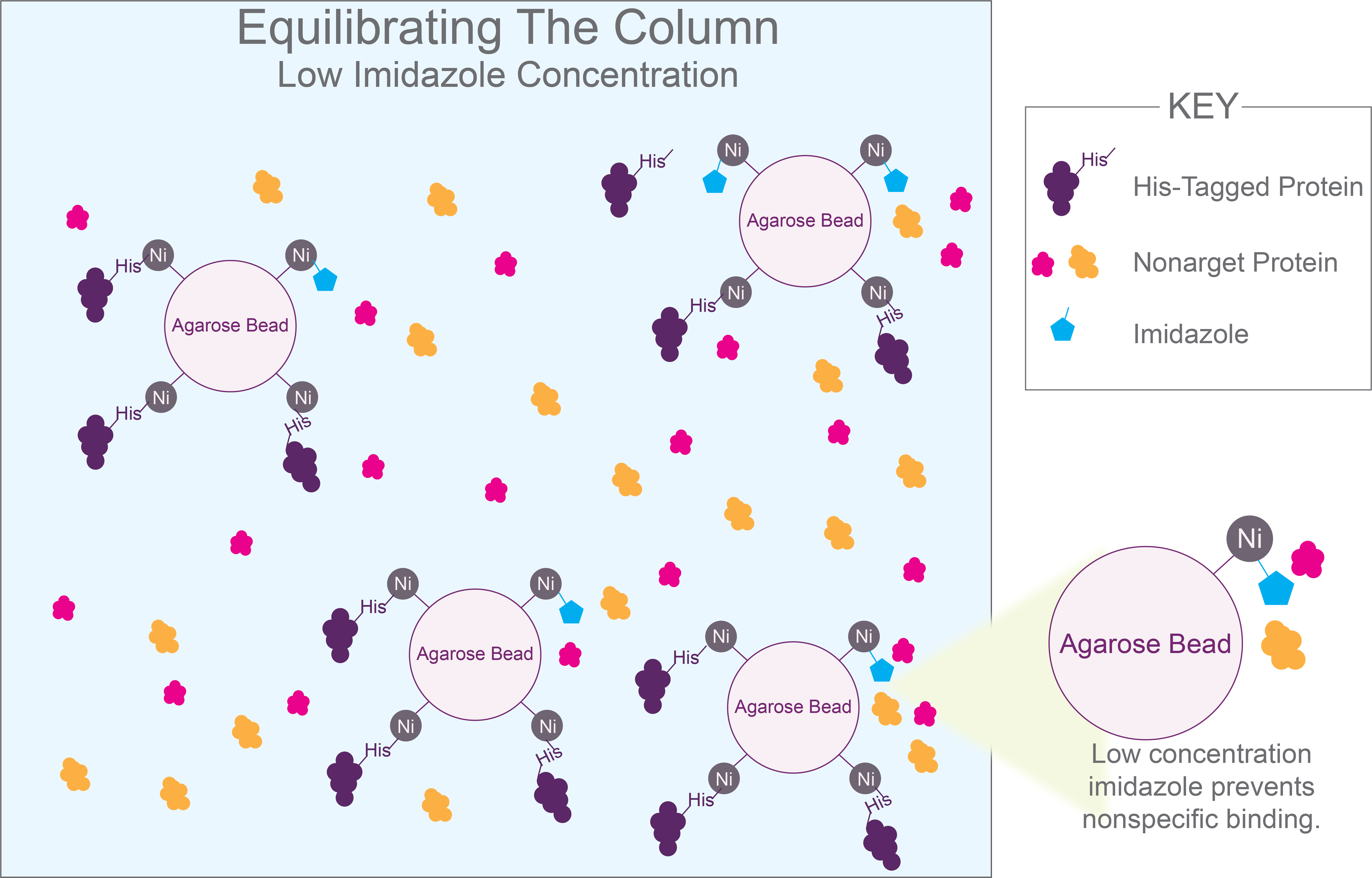 3 Small Peptide Tags for Affinity Protein Purification | GoldBio