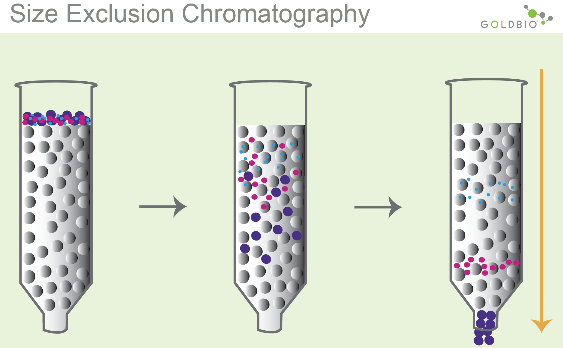 How to Choose the Best Protein Purification Technique | GoldBio