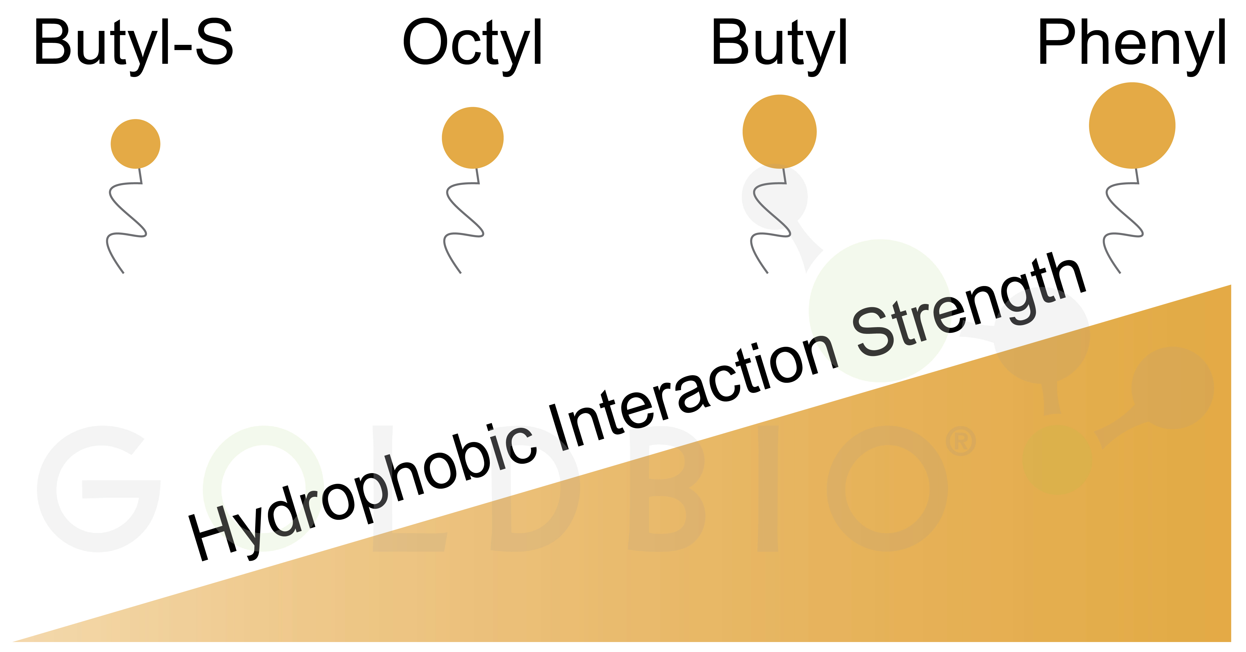 An Overview of Hydrophobic Interaction Chromatography | GoldBio
