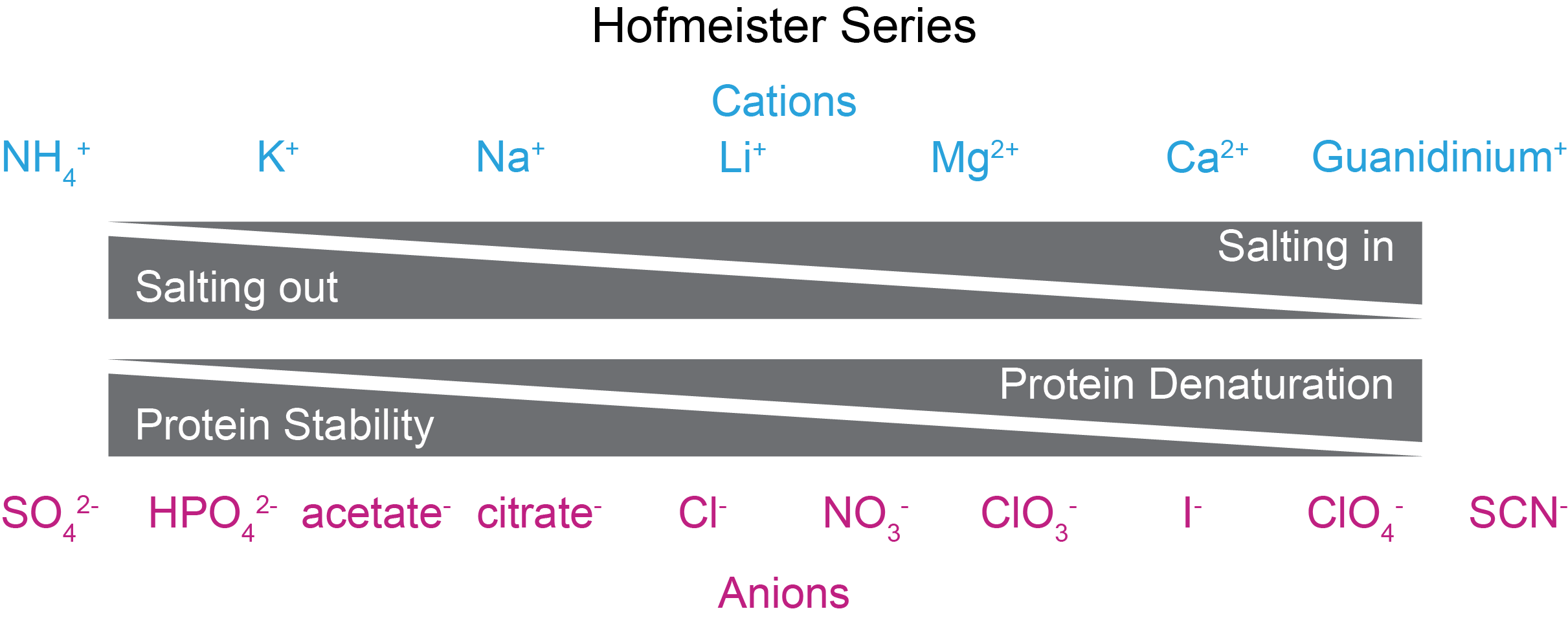 Understanding Salting In and Salting Out: Salt as a Protein ...