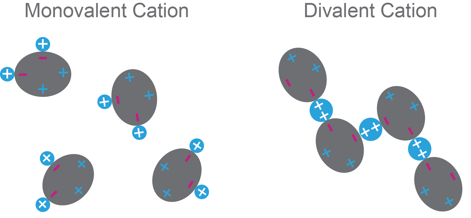Understanding Salting In and Salting Out: Salt as a Protein ...
