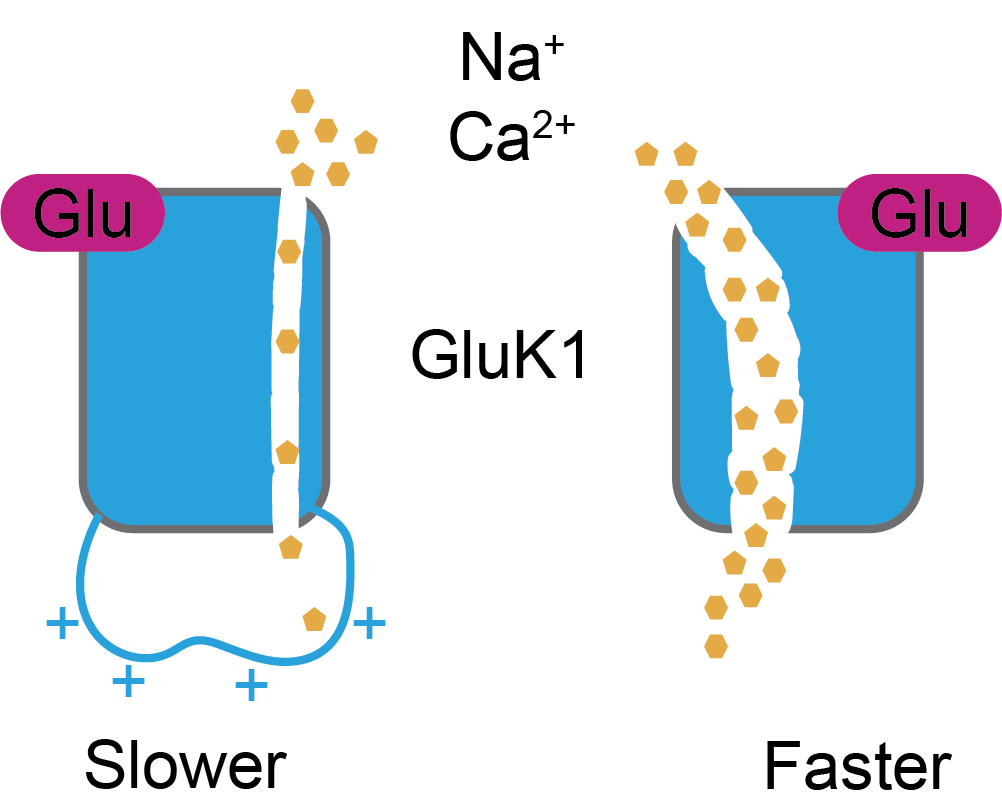 The Dynamic Dance of Protein Charge and its Biological Importance | GoldBio