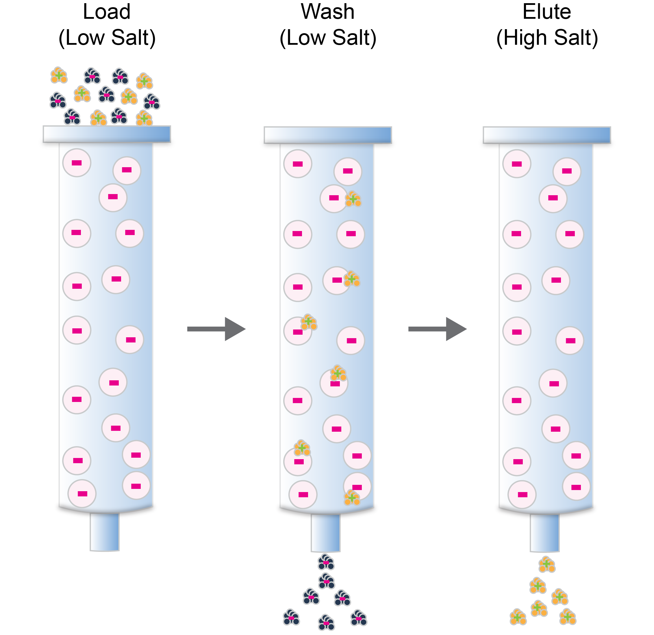 How to Choose the Best Protein Purification Technique | GoldBio