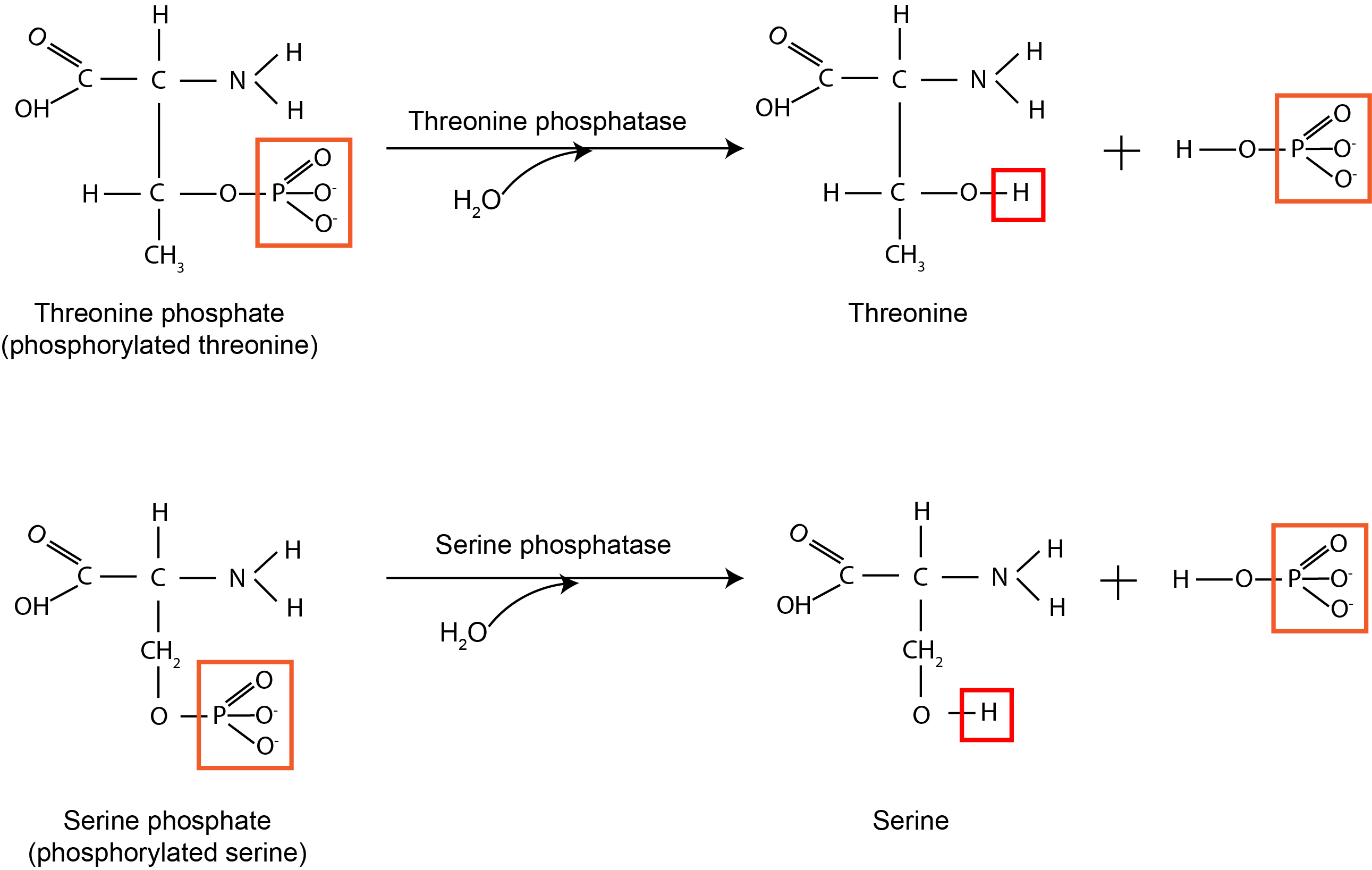 Introduction to Phosphatases and Phosphatase Inhibitor Cocktails | GoldBio