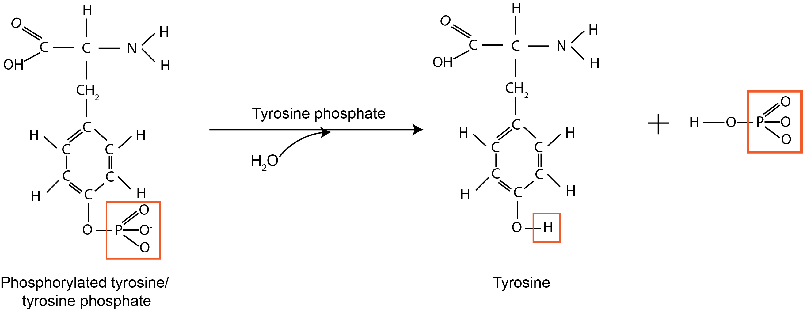 Introduction to Phosphatases and Phosphatase Inhibitor Cocktails | GoldBio