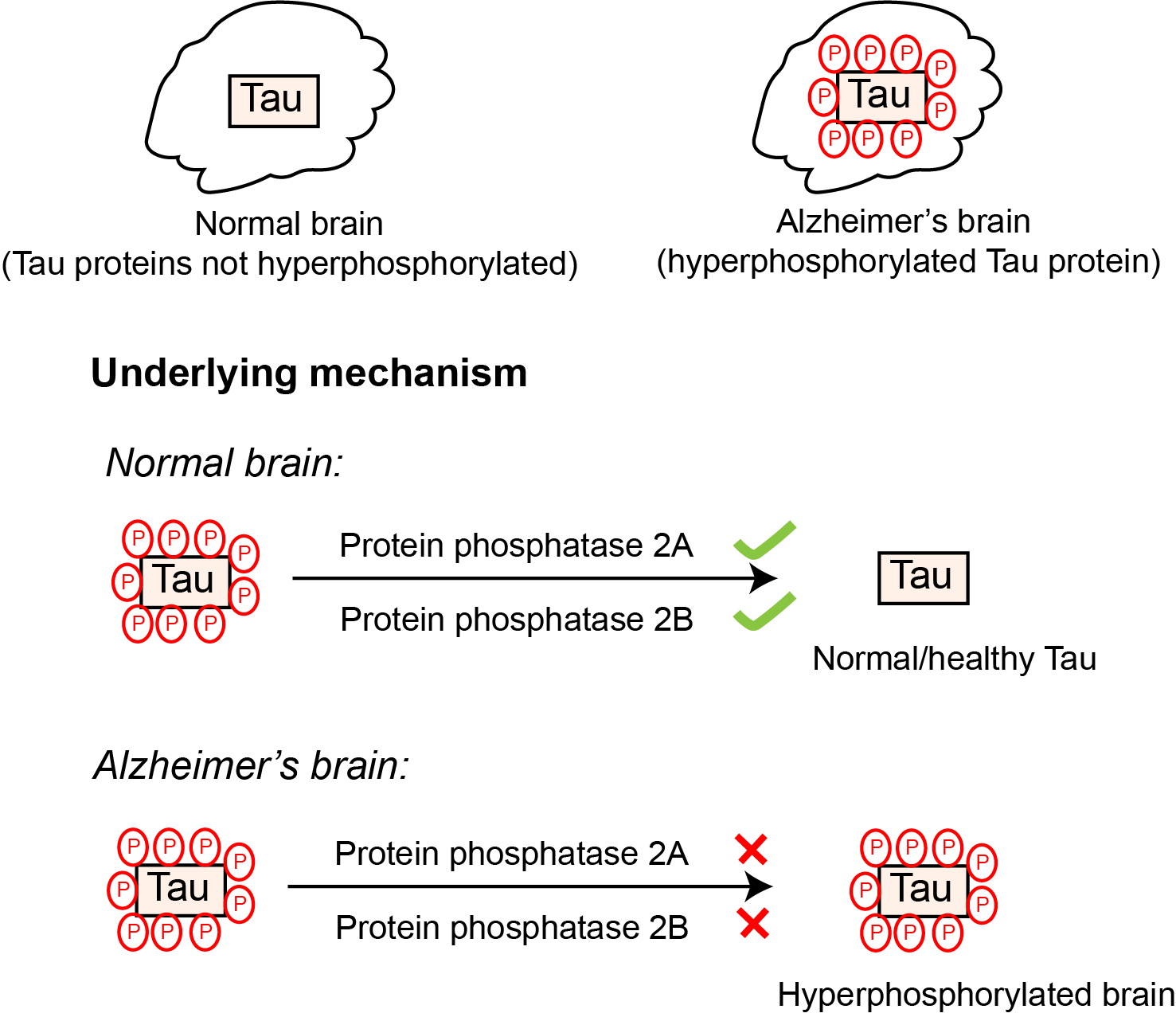 Introduction to Phosphatases and Phosphatase Inhibitor Cocktails | GoldBio