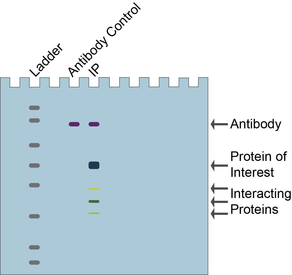 How to Perform Immunoprecipitation with Protein A, G, or L Agarose ...