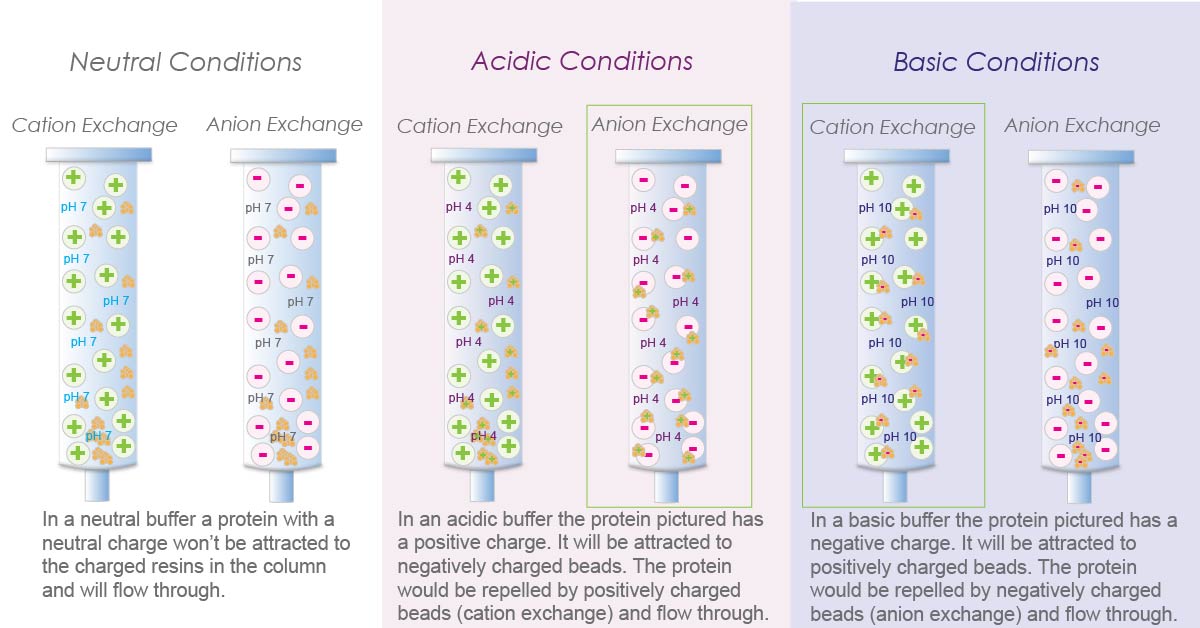 Charged up: The Complexities and Significance of Protein Charge in ...