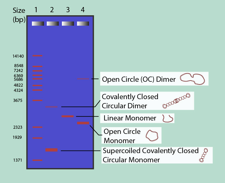 How to Interpret DNA Gel Electrophoresis Results | GoldBio