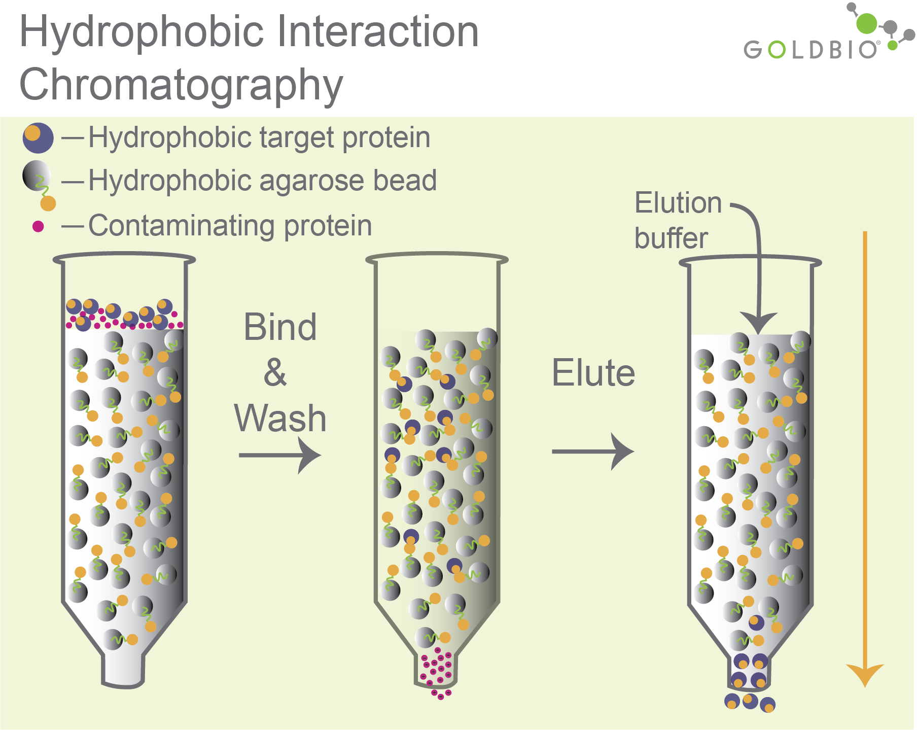 Simple Overview of the 4 Common Techniques for Protein Purification ...