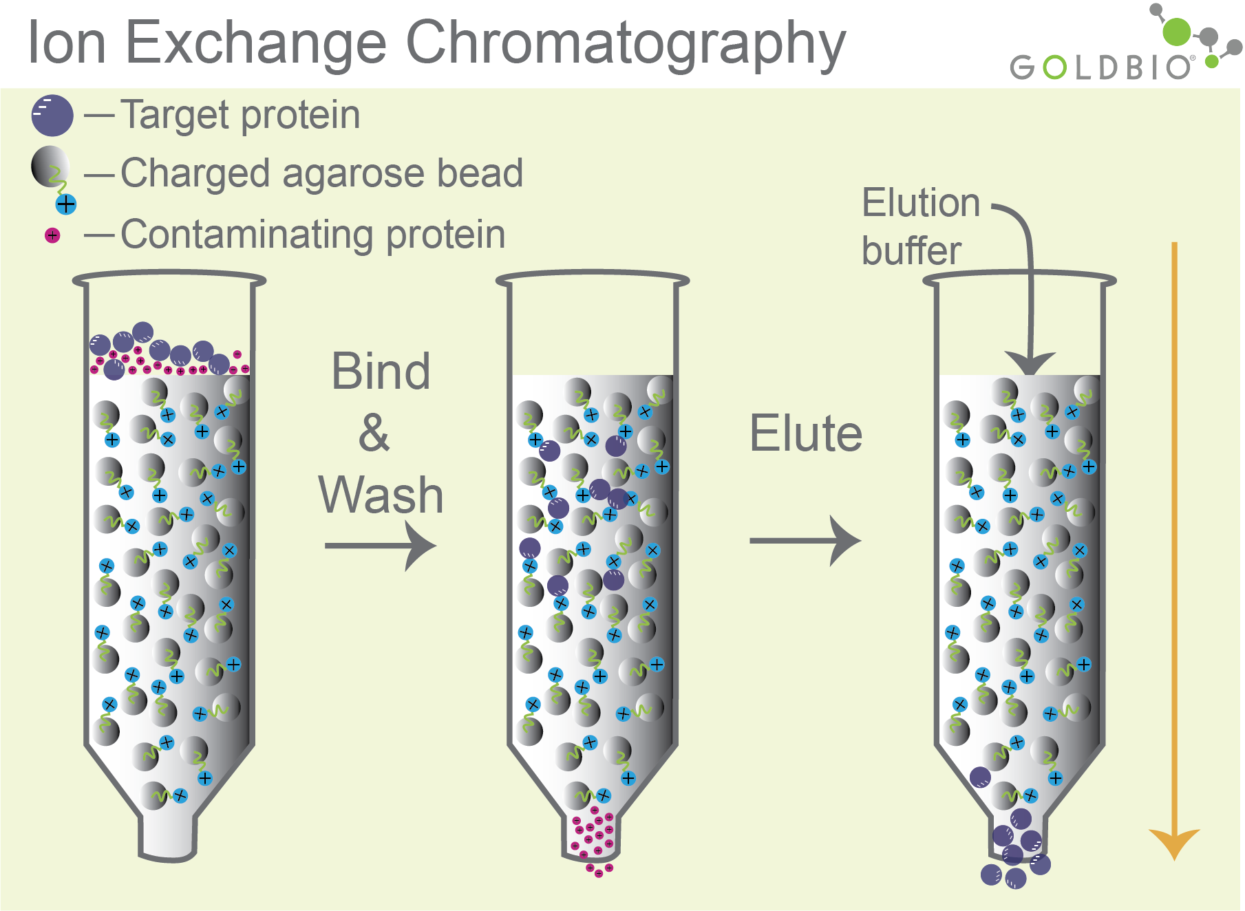 Simple Overview of the 4 Common Techniques for Protein Purification ...
