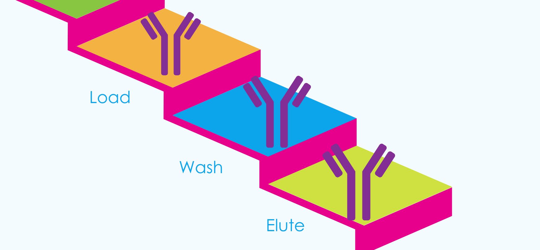 Easy Step-by-Step Antibody Purification Protocol with Protein A ...