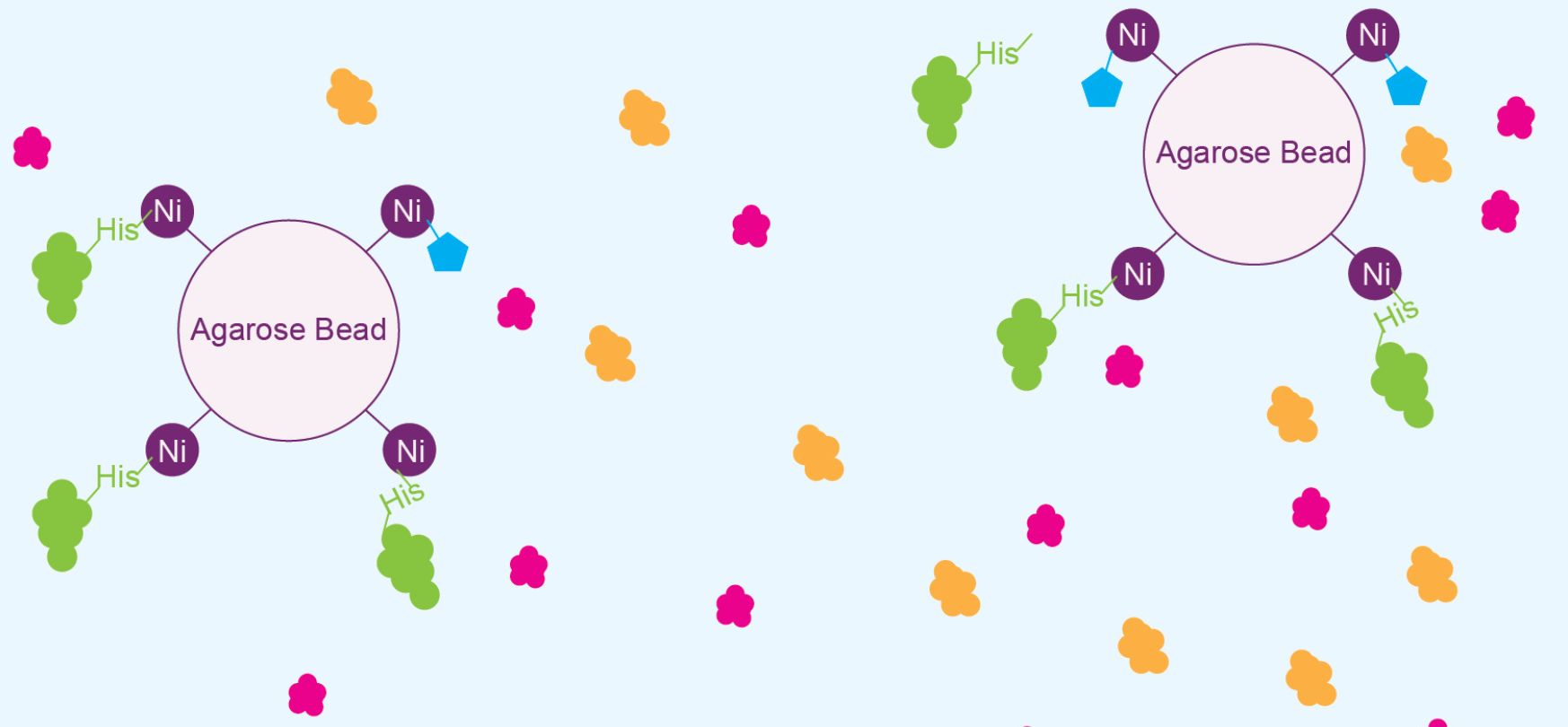 3 Functions of Buffer Solutions in Bioscience Experiments | GoldBio