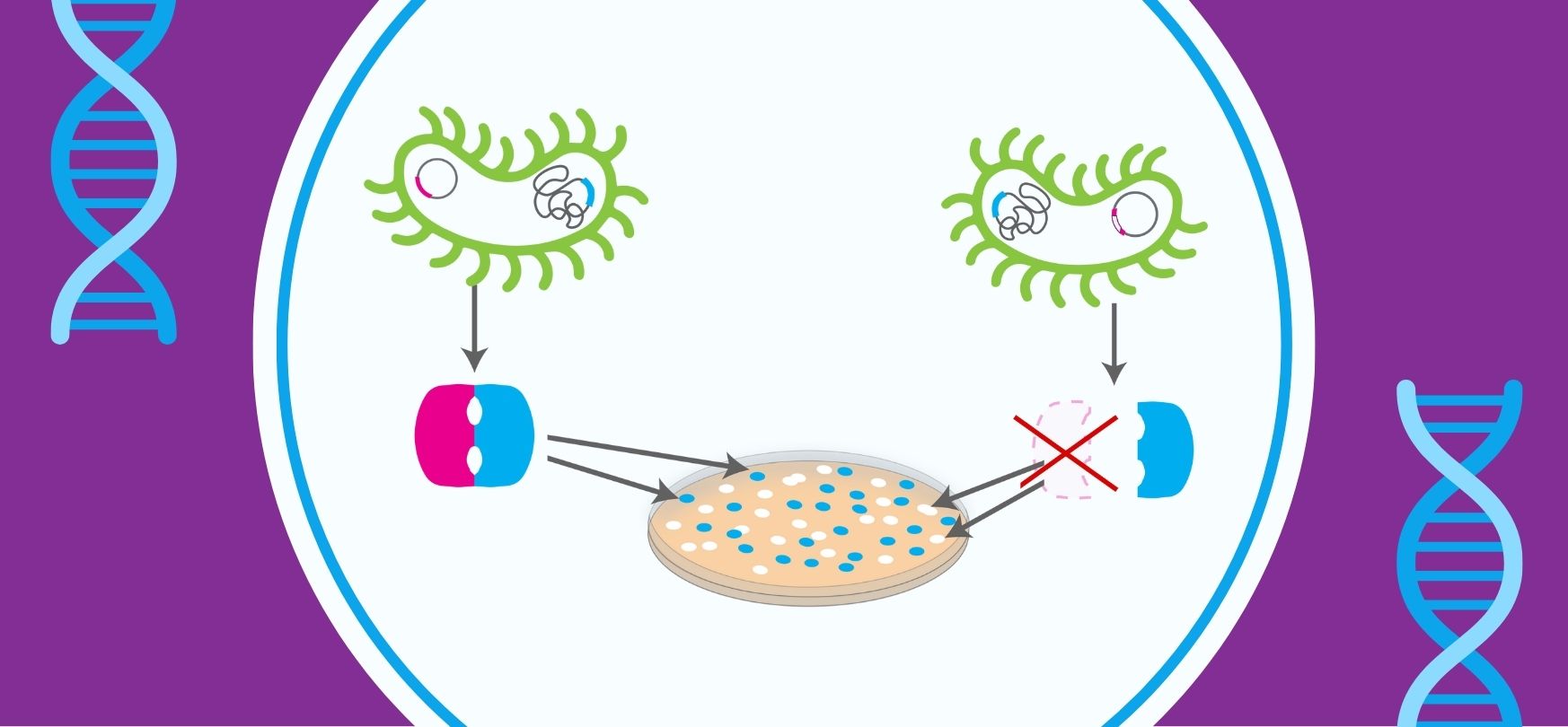 Explain Alpha-Complementation and Blue-White Screening To Me Like I’m ...