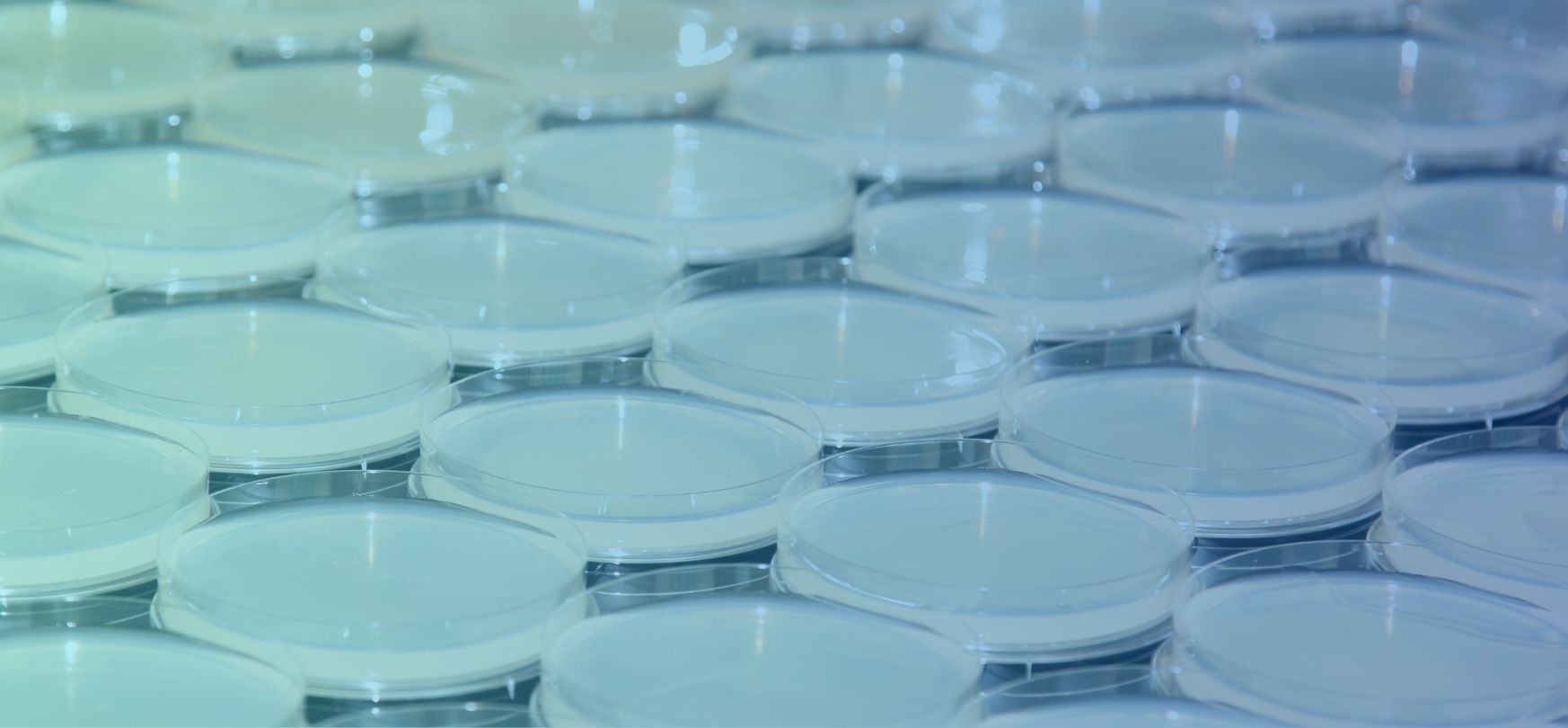 Selective Media Used in Gene Cloning | GoldBio